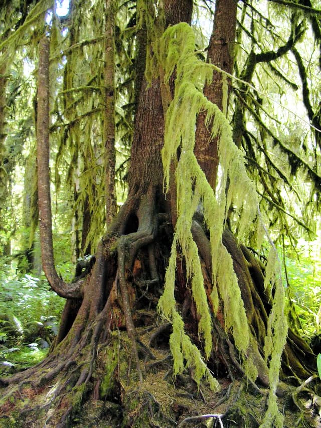 Olympic Coast 2026: Thru-Hike Permit & Complete Trail Guide | PermitSnag